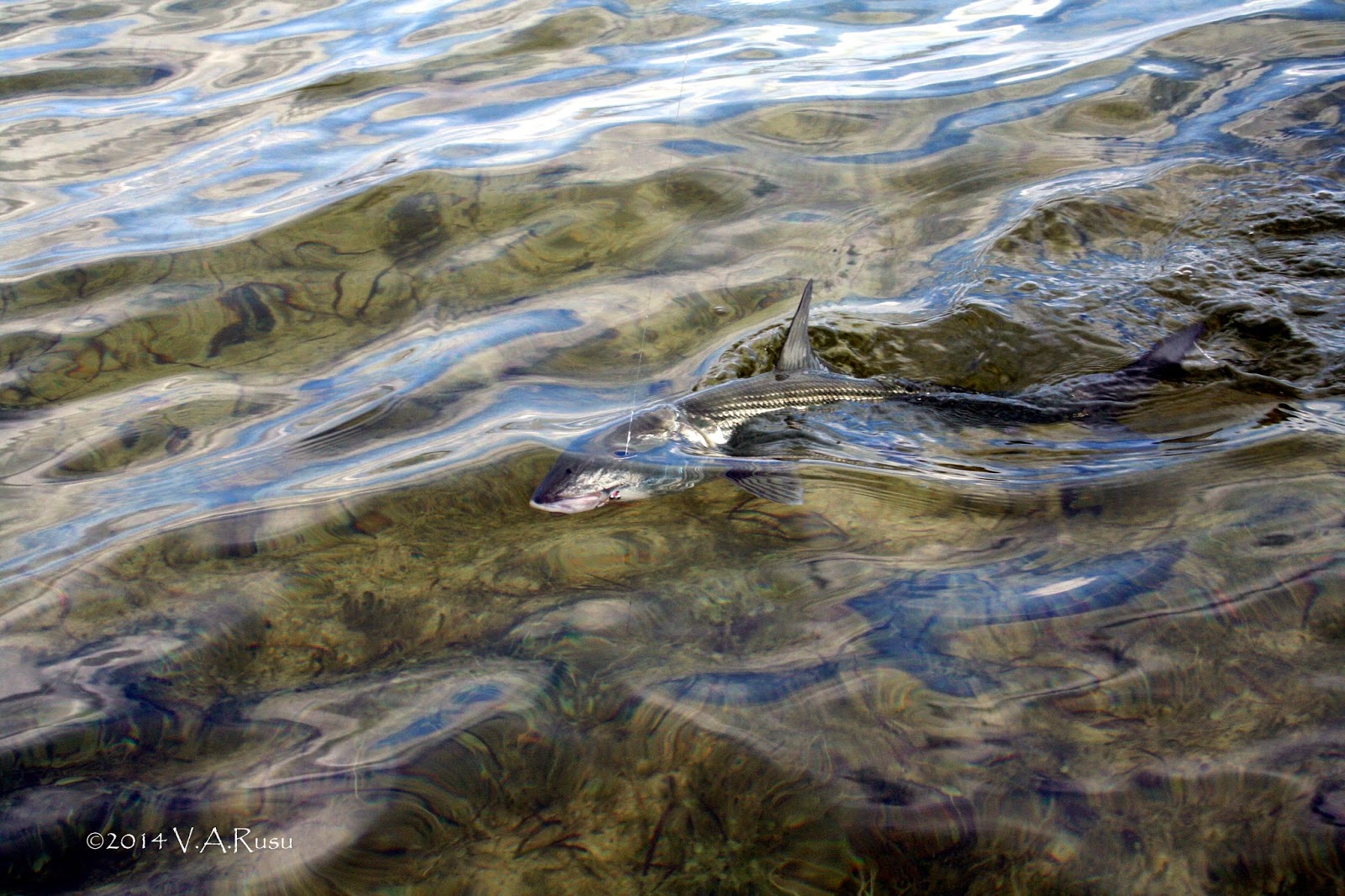 Vladys Fly Fishing Lair: Puros, ron y macabi...