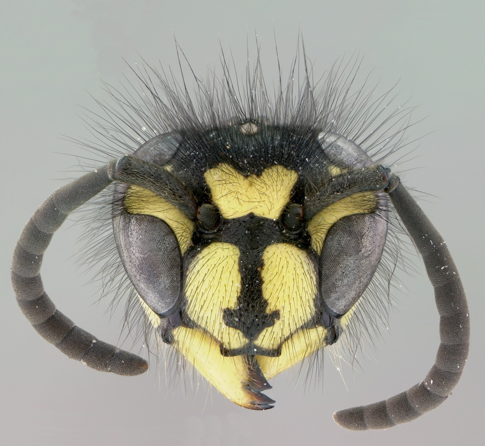 Insect Image of the Week: Yellow Jacket