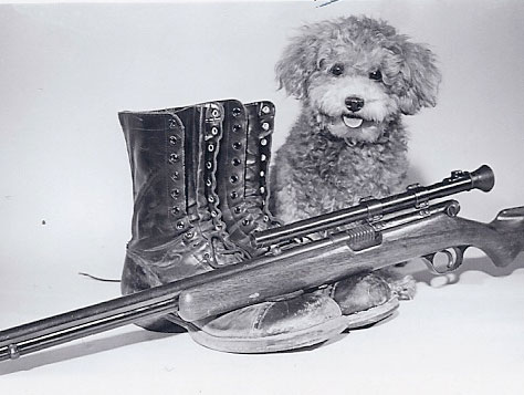 Huxtable The Poodle | Toy Poodle Blog | Parti Poodle: August 2012