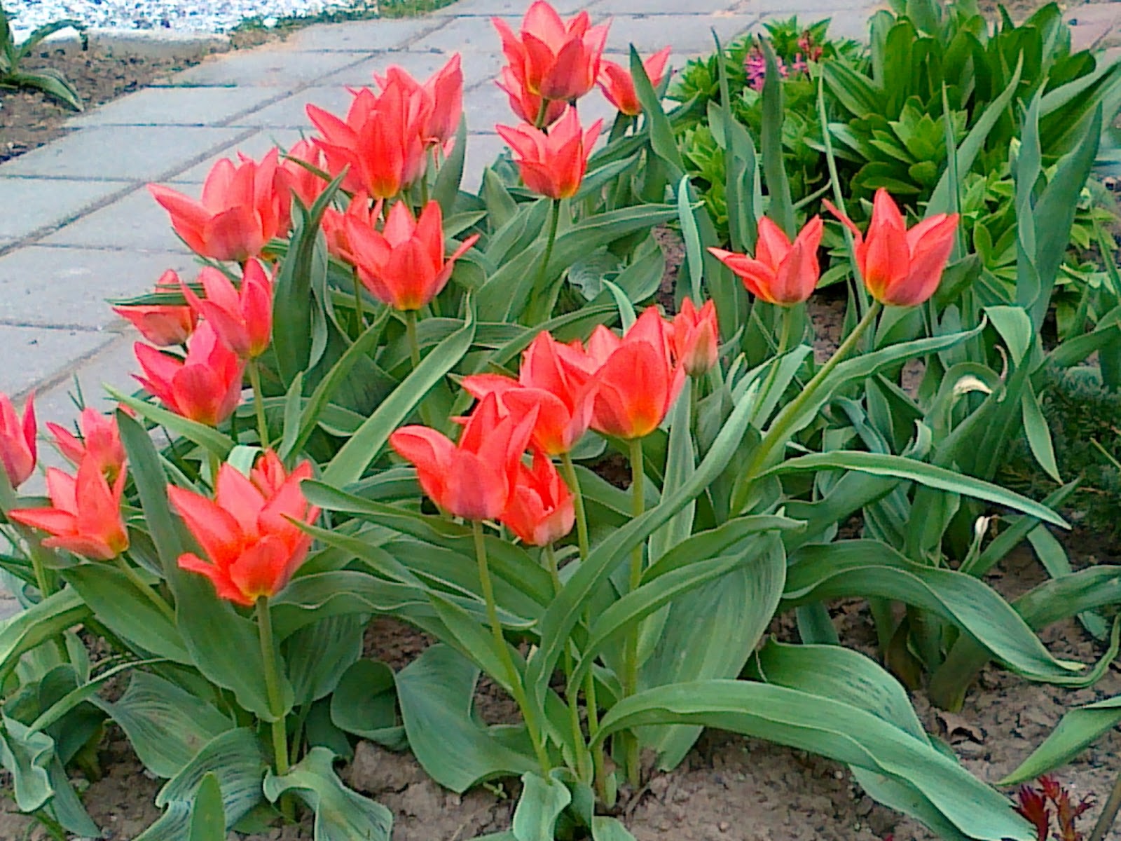 Tea's Garden Stories: Tulbid püsikupeenras