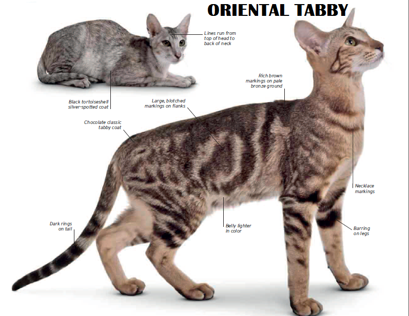 83 Jenis Baka Kucing (Bulu Pendek) yang Ada Di Dunia - Comel-Comel ...