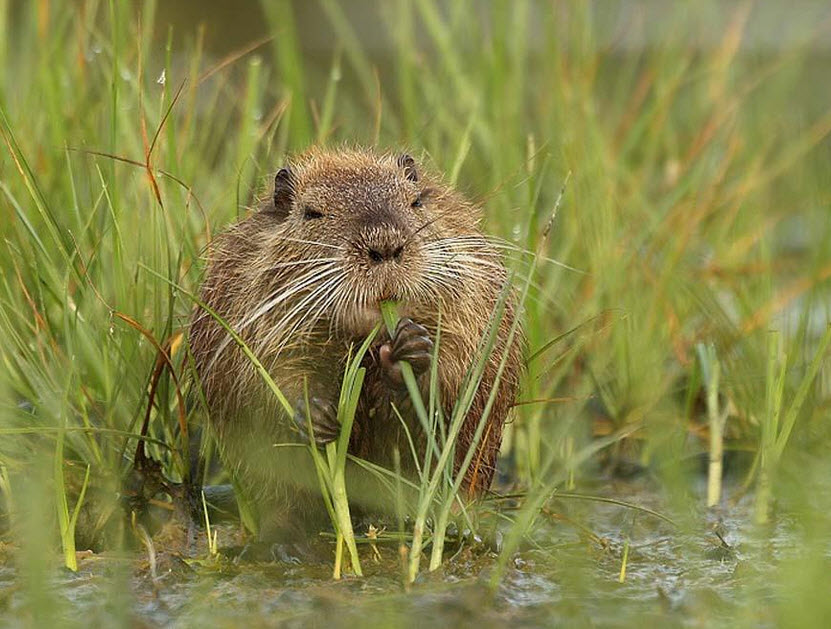 Nutria | The Biggest Animals Kingdom