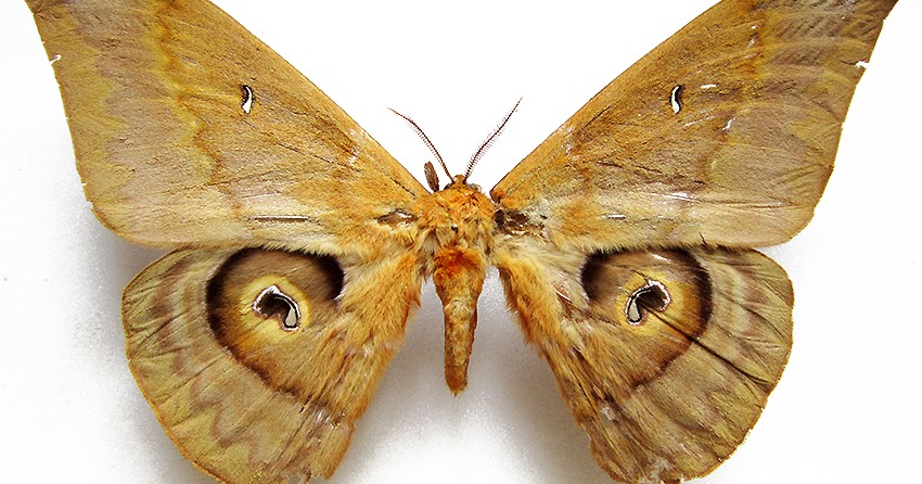 Qualche appunto sul genere Salassa