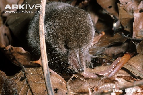 The Common Shrew