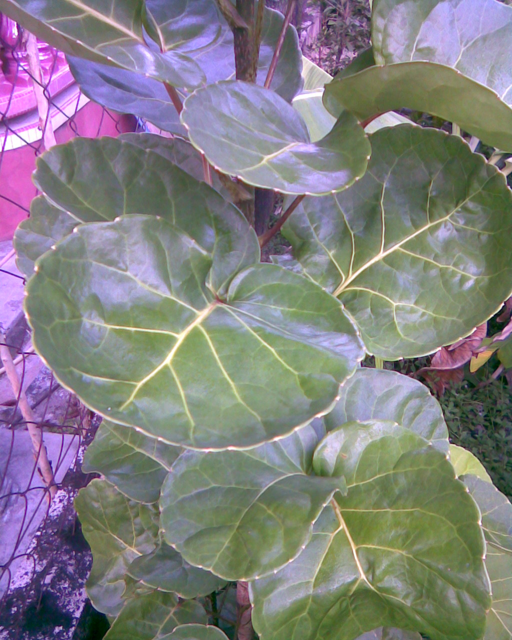 WARISAN ETNOBOTANI: Daun Mangkuk