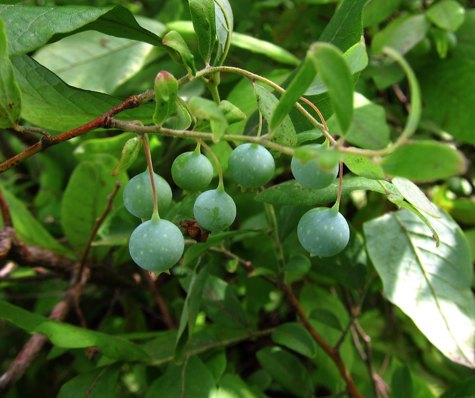 Saratoga woods and waterways: Up on the Ridge, Down in the Gorge