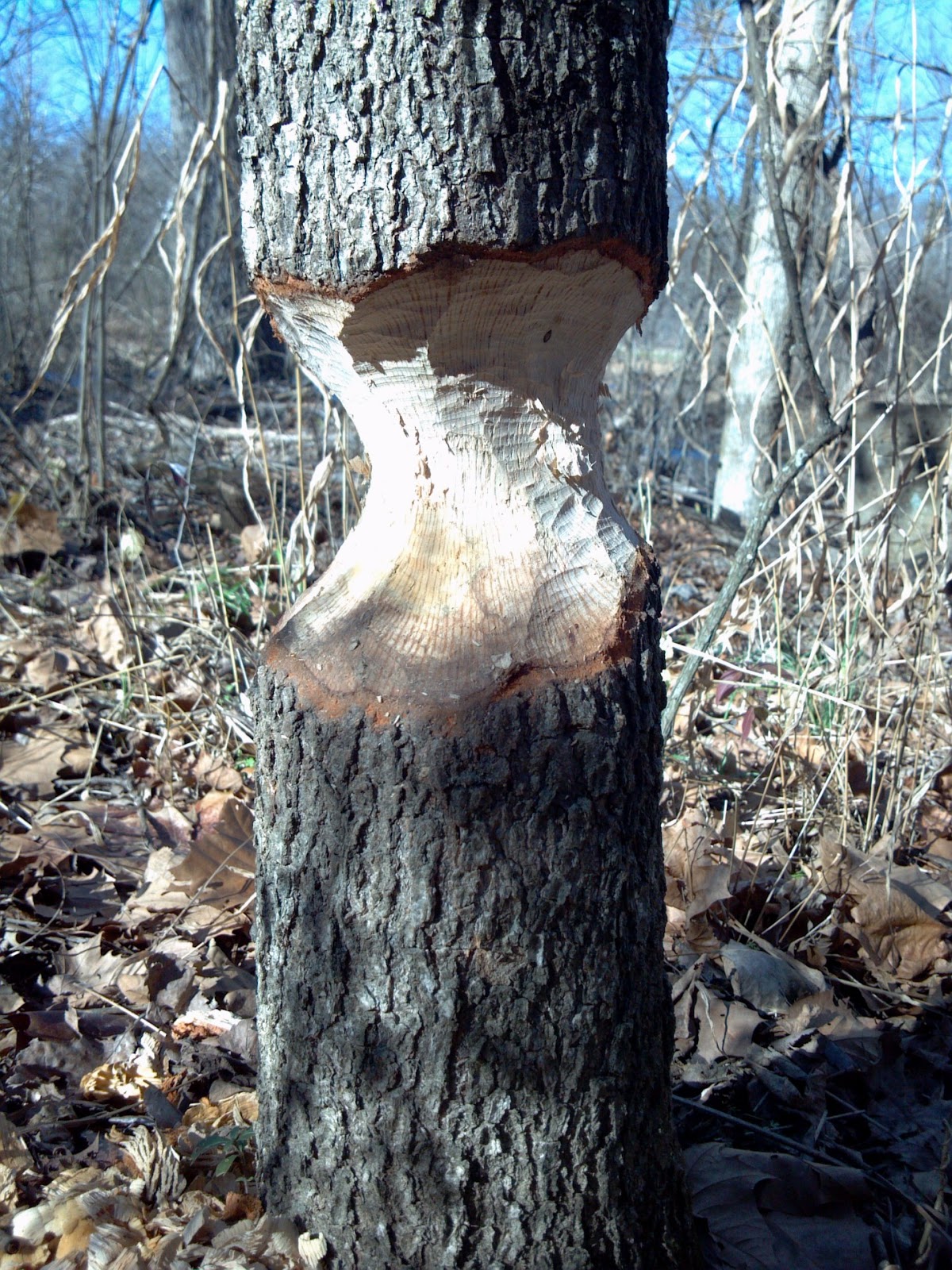 Divinebunbun's Rugged Rural Missouri: 2012