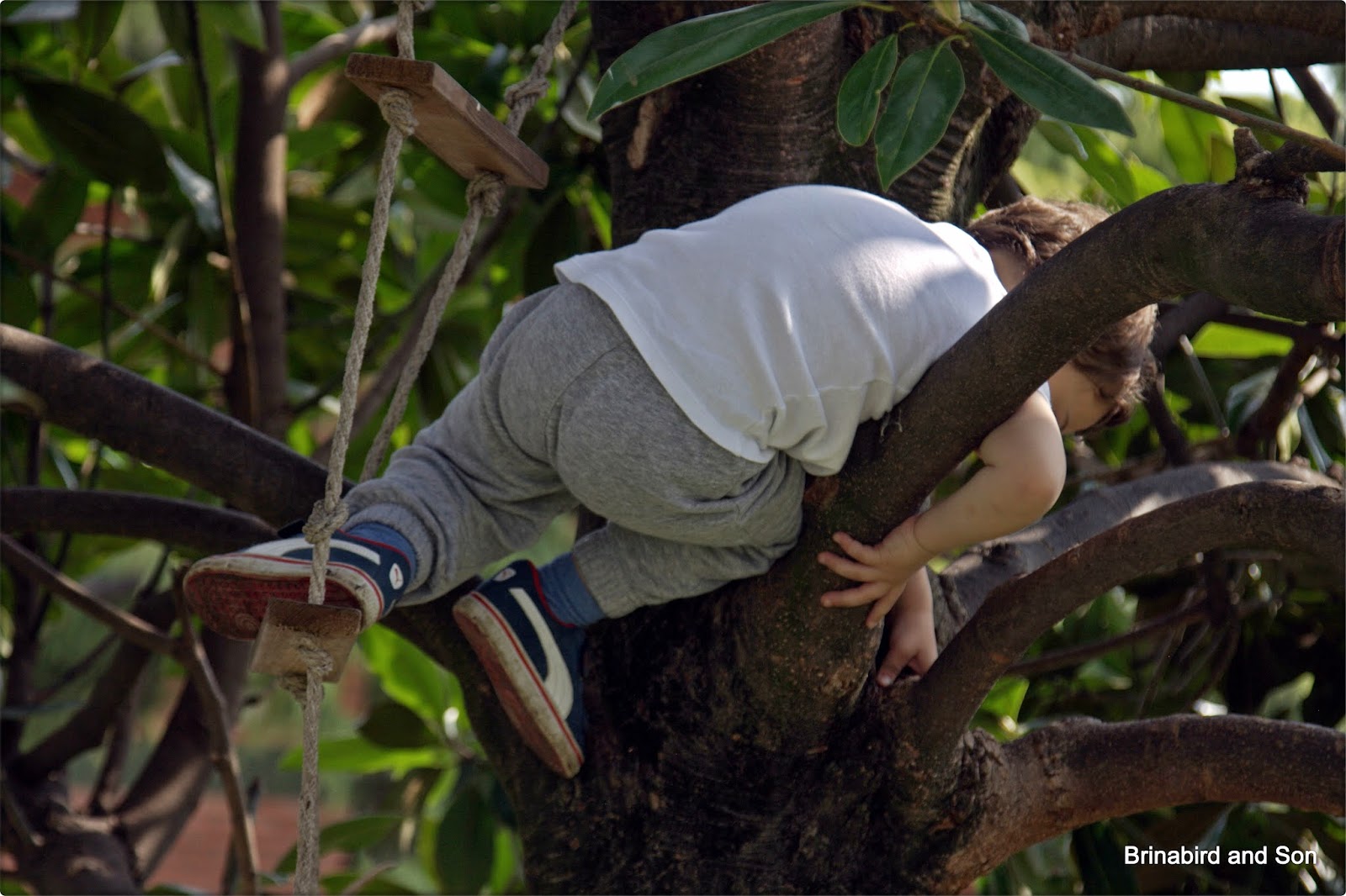 Brina Bird, the Wee Man and the Diva: The First Tree Climb