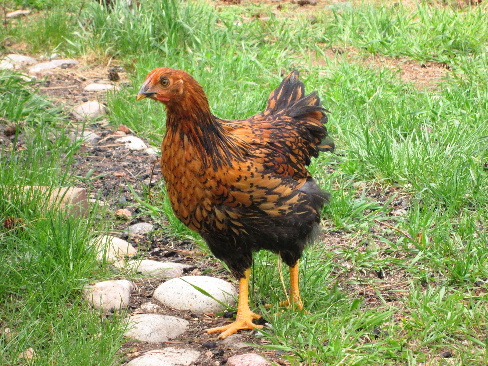 Life on the Mountainside : Our Growing Chickens