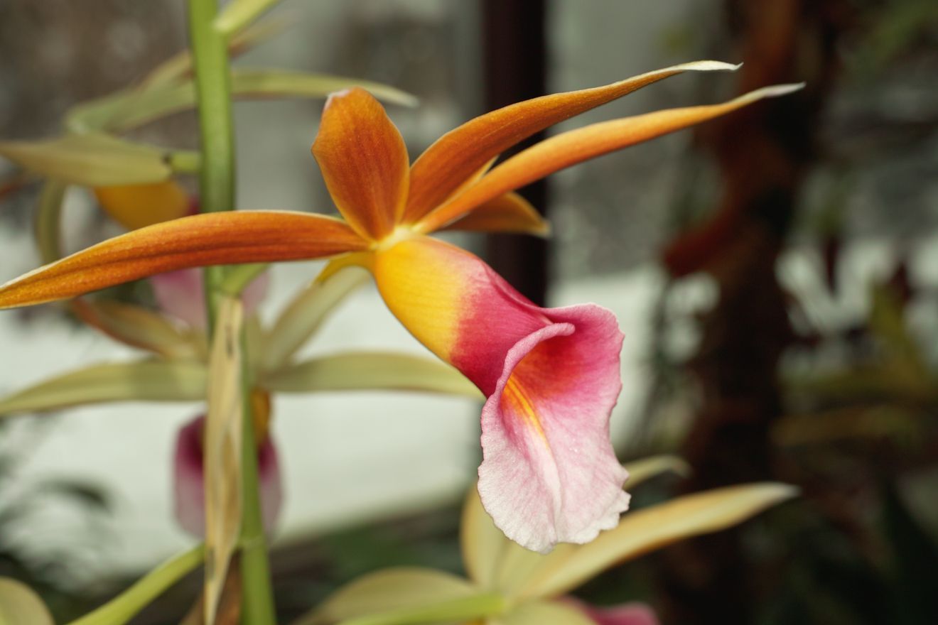 Phaius tankervilleae care and culture | Travaldo's blog