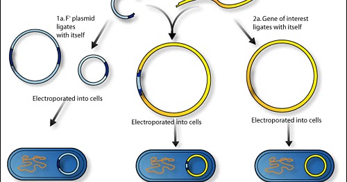 About Molecular Biology : Plazmid