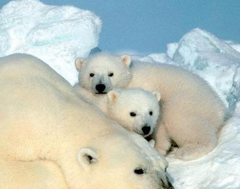 All About Wildlife: Polar Bear (Ursus maritimus)