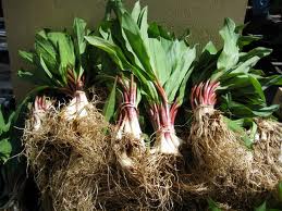 Your Secret Ingredient: It’s Spring: Let’s Root for Ramps!