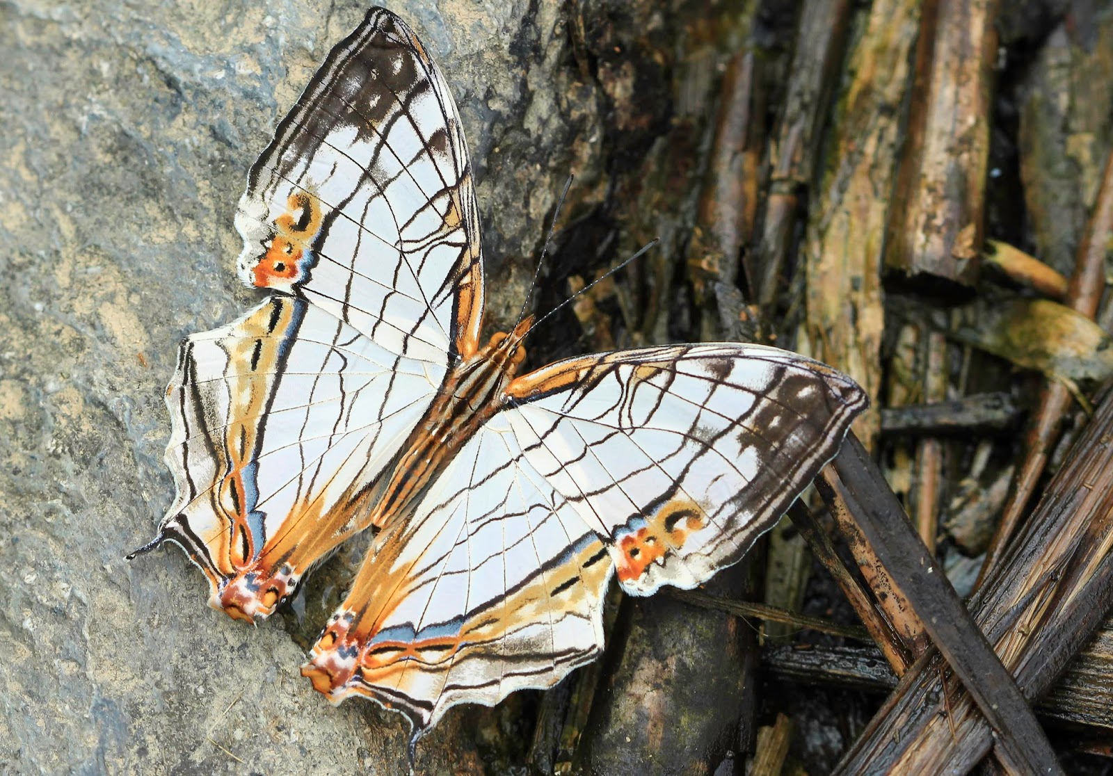 Butterflies of Vietnam: 129. Cyrestis thyodamas thyodamas (The Common Map)