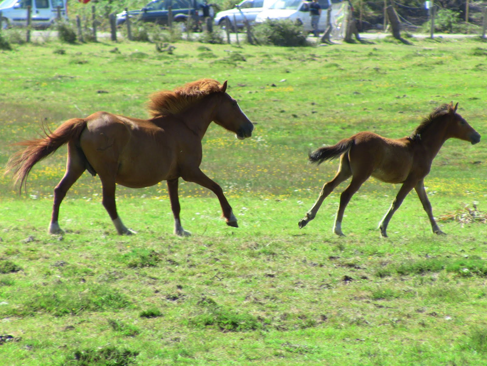 Asociación Lobo: junio 2011