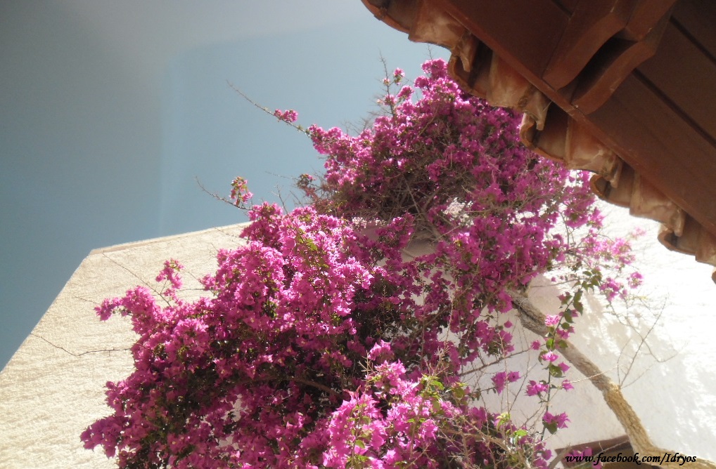 idryos: Begonvil Bougainvillea , buganvilias ... Rodos sarmaşığı