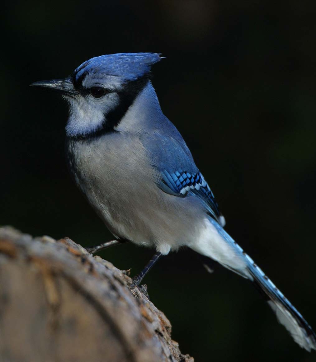 Wild life: Blue jay wallpaper | wild birds