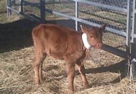 anatomia y fisiologia animal: Vaca clonada produce leche con hormona de ...