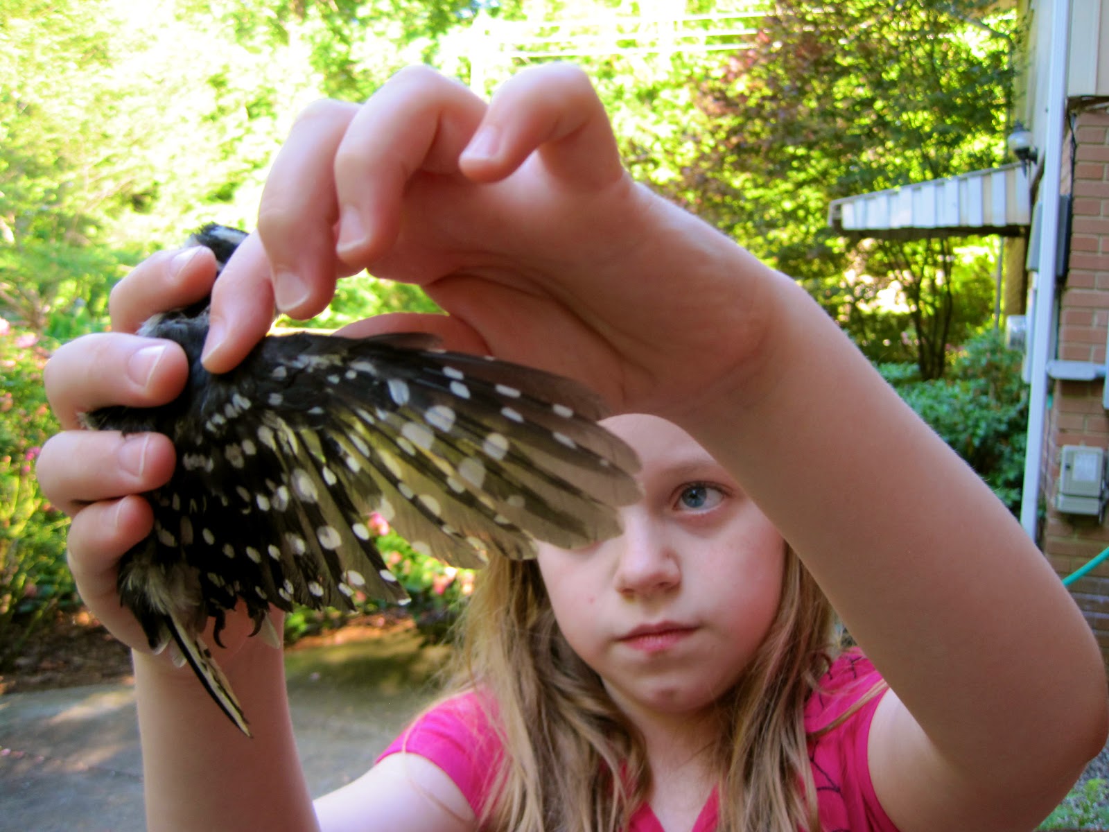 laughing my abs off: dead birds and hungry snakes
