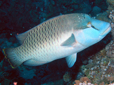 IKAN LAUT ASLI INDONESIA: Keling