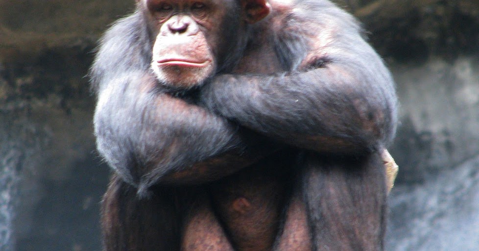 Människans evolution