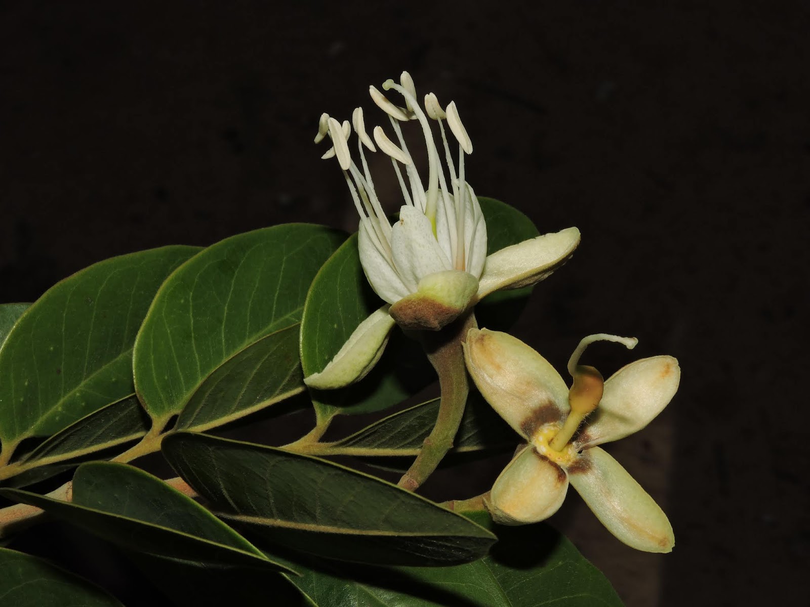 Fabaceae - Leguminosae no Brasil: Hymenaea
