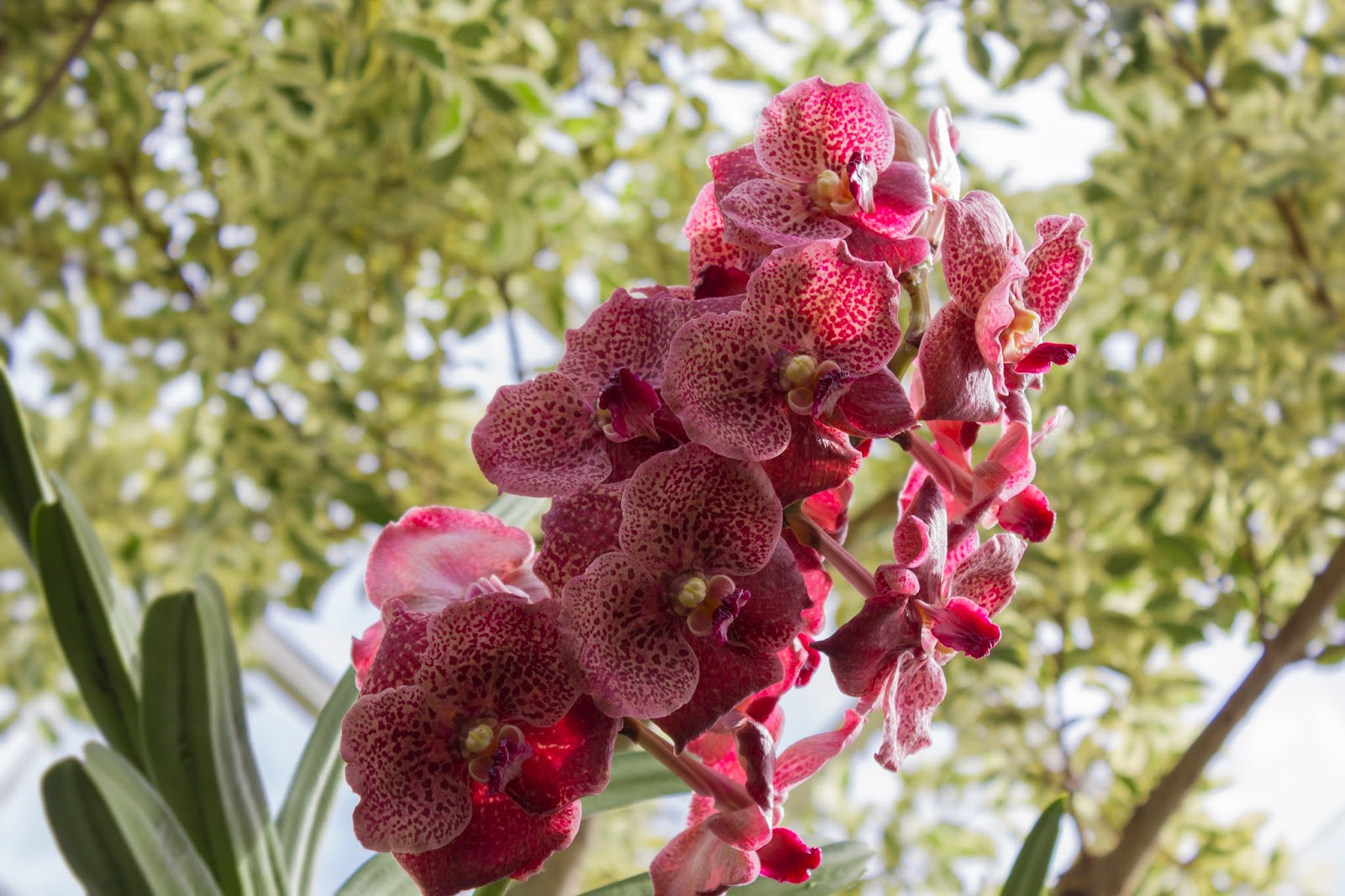 Maria's Orchids: 2017 New York Orchid Show: Vandas