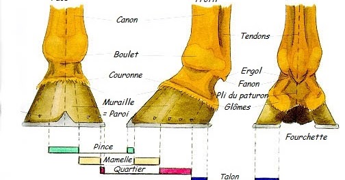 L'équitation plus qu'une pation , une vie: Les Sabot du cheval