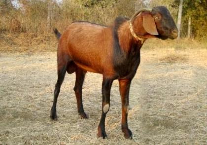 Dairy Farming: Indian Goat Images