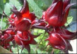 Khasiat Rozel (Roselle) - Nama Ku Gelato