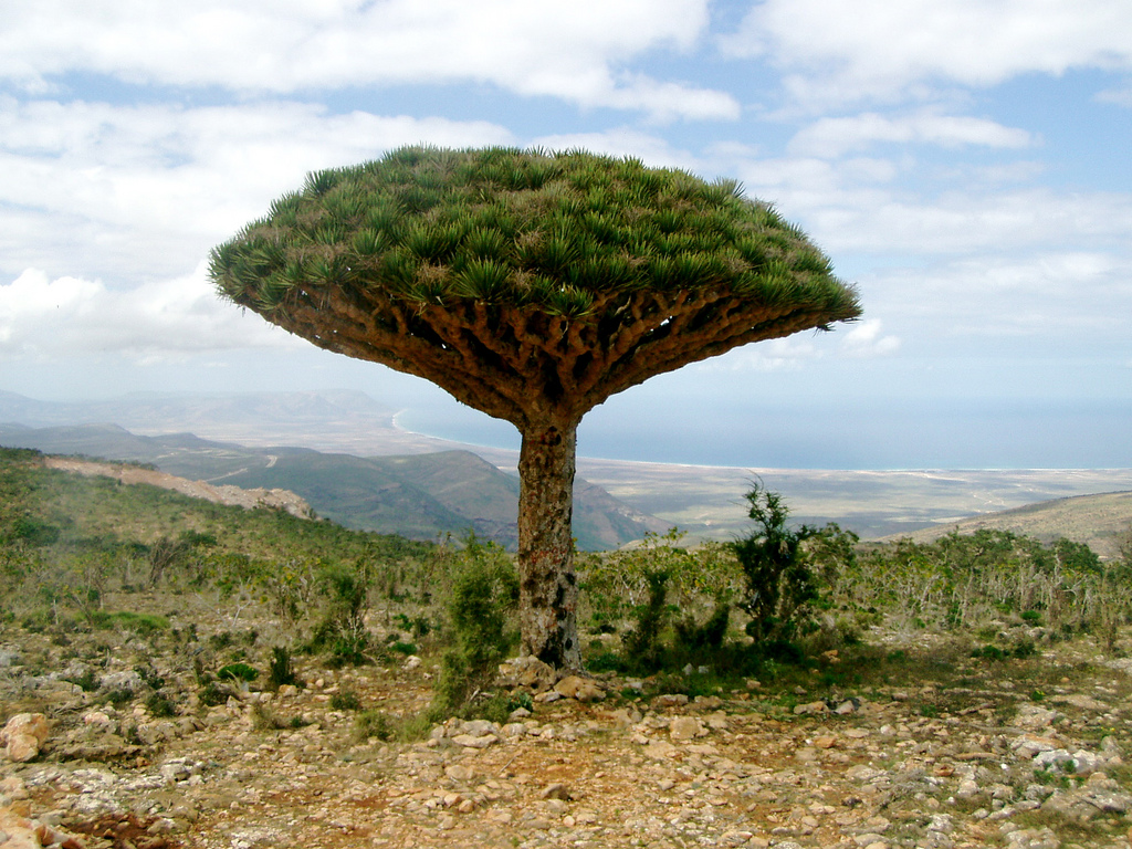 Dragon’s Blood Trees | Stunning Pictures