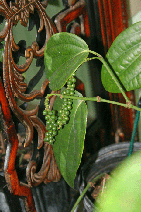 Jim Long's Garden: Curry Tree, Kaffir Lime, Culantro