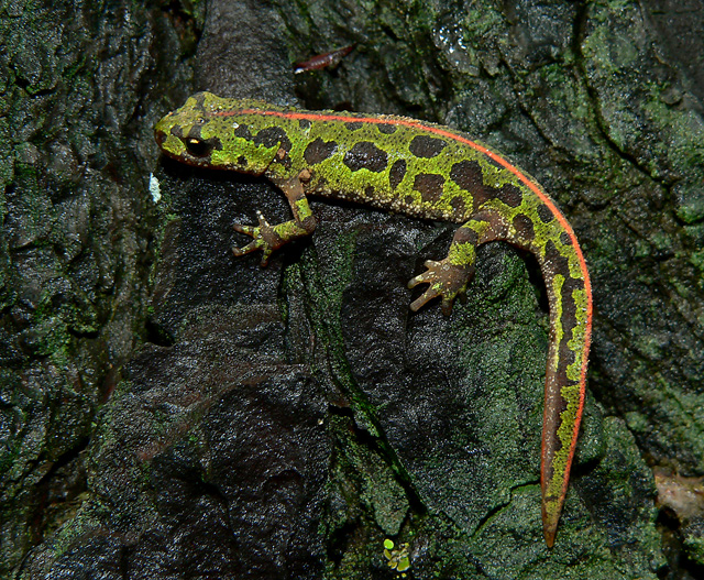 Illora natural: TRITÓN PIGMEO (Triturus pygmaeus)