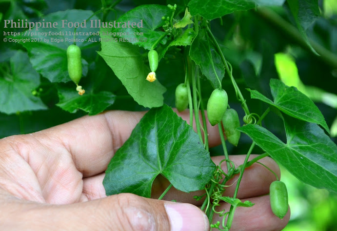 Philippine Food Illustrated: pipinong gubat