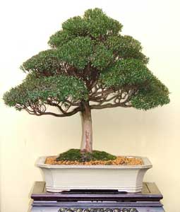 El Arrayan: El arrayan