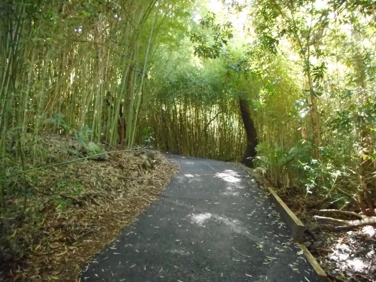 Phil's Bushwalking Blog: Cairns Region: Mount Whitfield Conservation Park