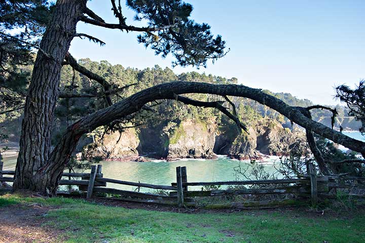 A Thousand Words ...: Magical Trees in Mendocino