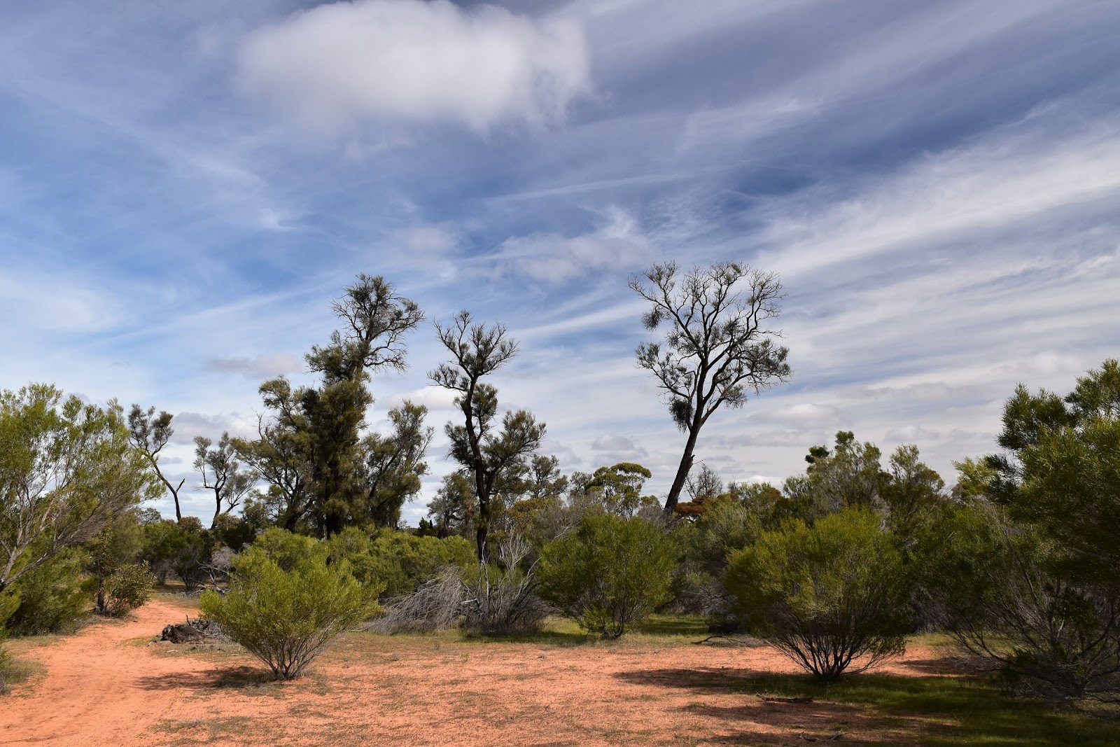 Goin' Feral One Day At A Time: Warepil Lookout Circuit, Hattah-Kulkyne ...