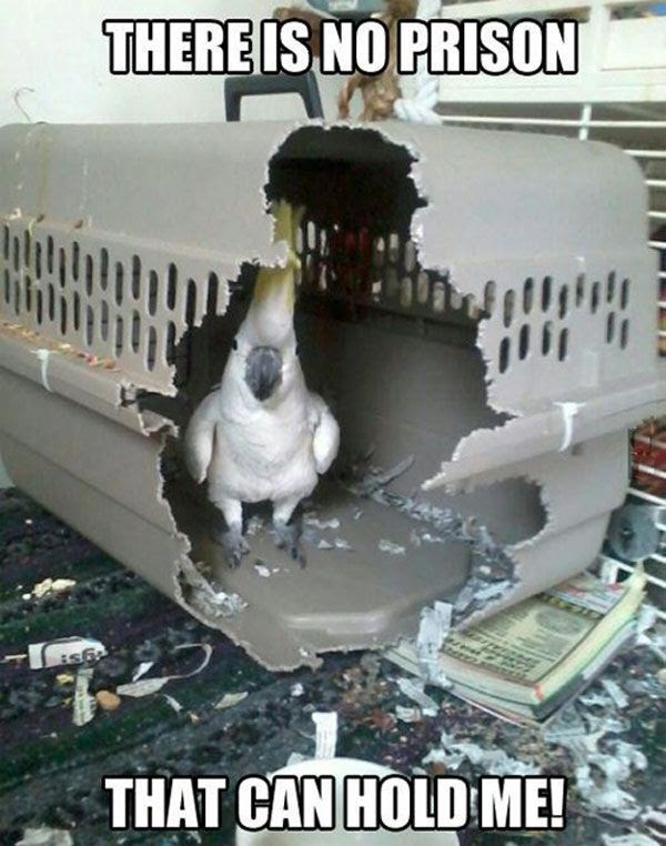 Funny Pins March 23 ~ Funny Pins