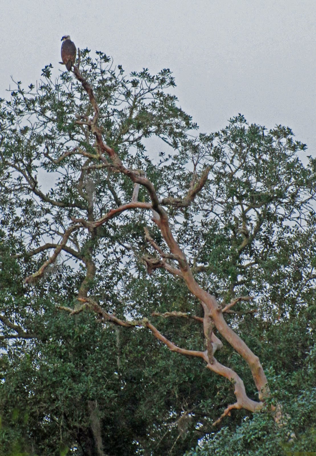 Let me to express my uniquely perspective: The crookedwood tree