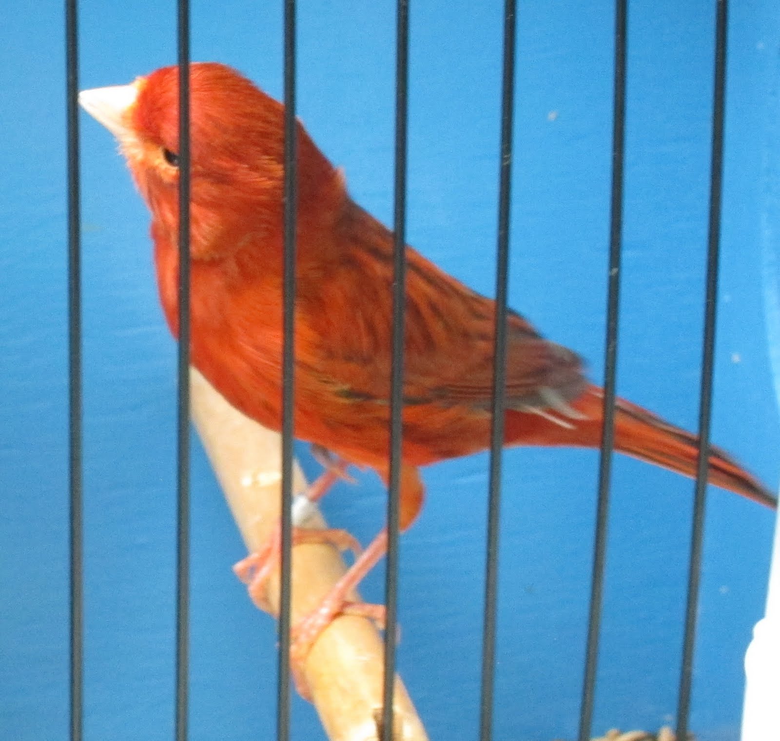 Canary Tales: Winners Florida Canary fanciers Bird Show