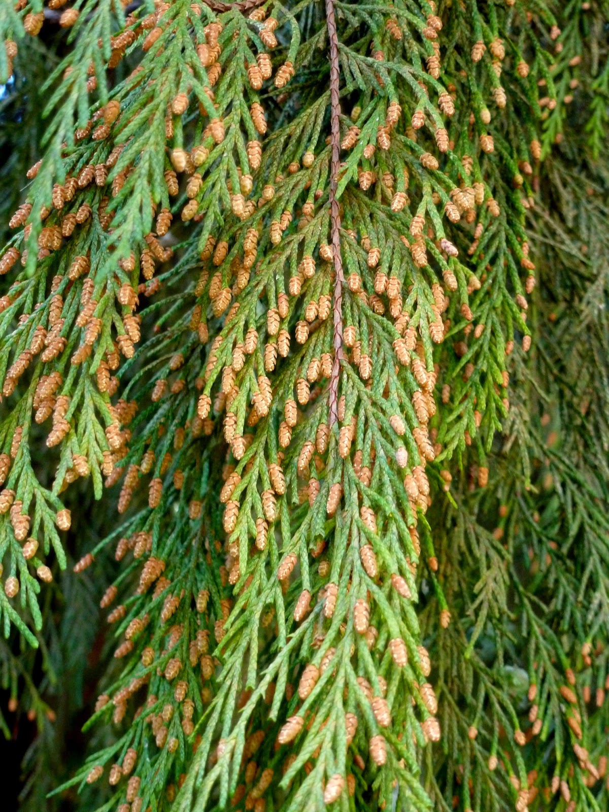 Árboles con alma: Ciprés fúnebre. Ciprés llorón chino. (Cupressus funebris)