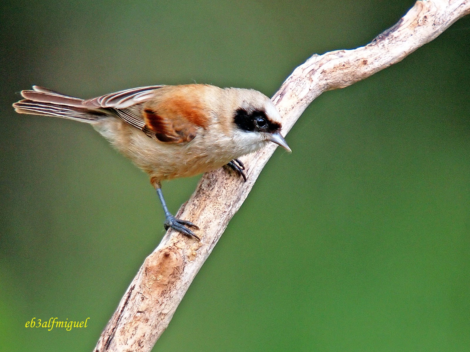 MIS AMIGAS LAS AVES: Pájaro moscón (Remiz pendulinus)