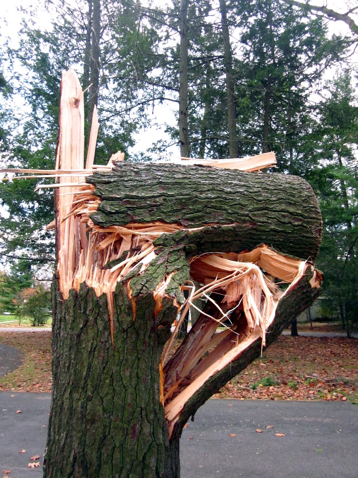 PRINCETON DAILY PHOTO: Exploded trees