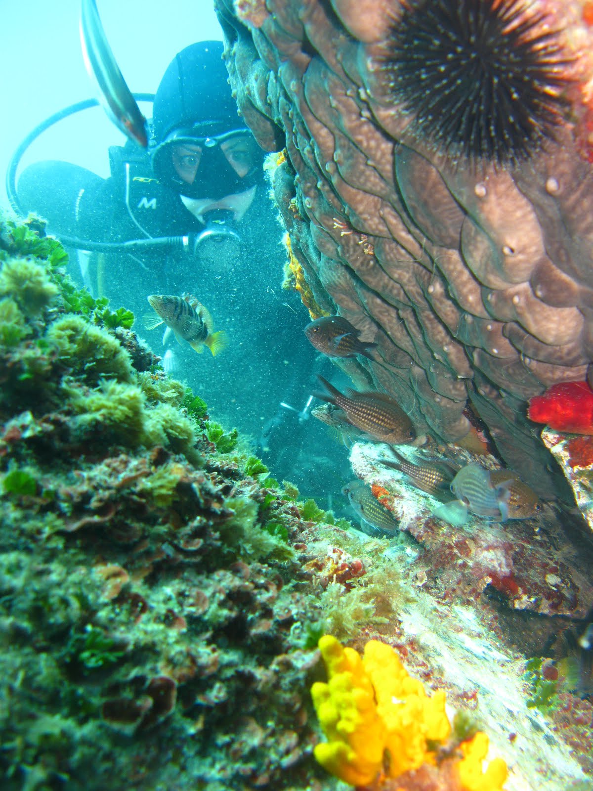 Petries Divers Club: καταδυση στο Γαρδο