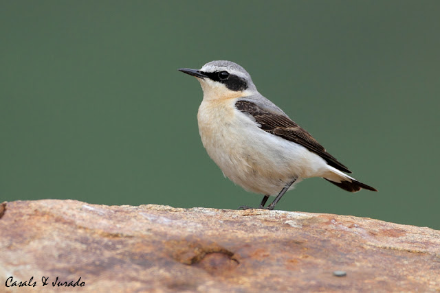 CRÒNIQUES NATURALISTES: ESTIU A L’ENTORN DE LLAUSET