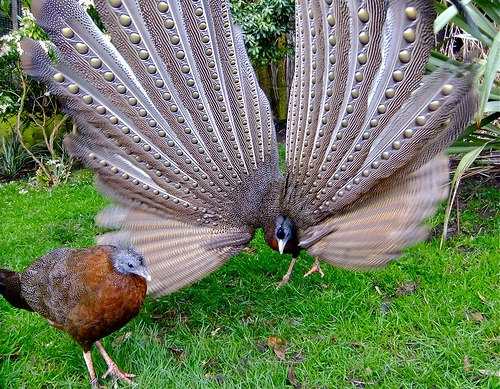 Great Argus Pheasant Bird, native of Indonesia | you must see place