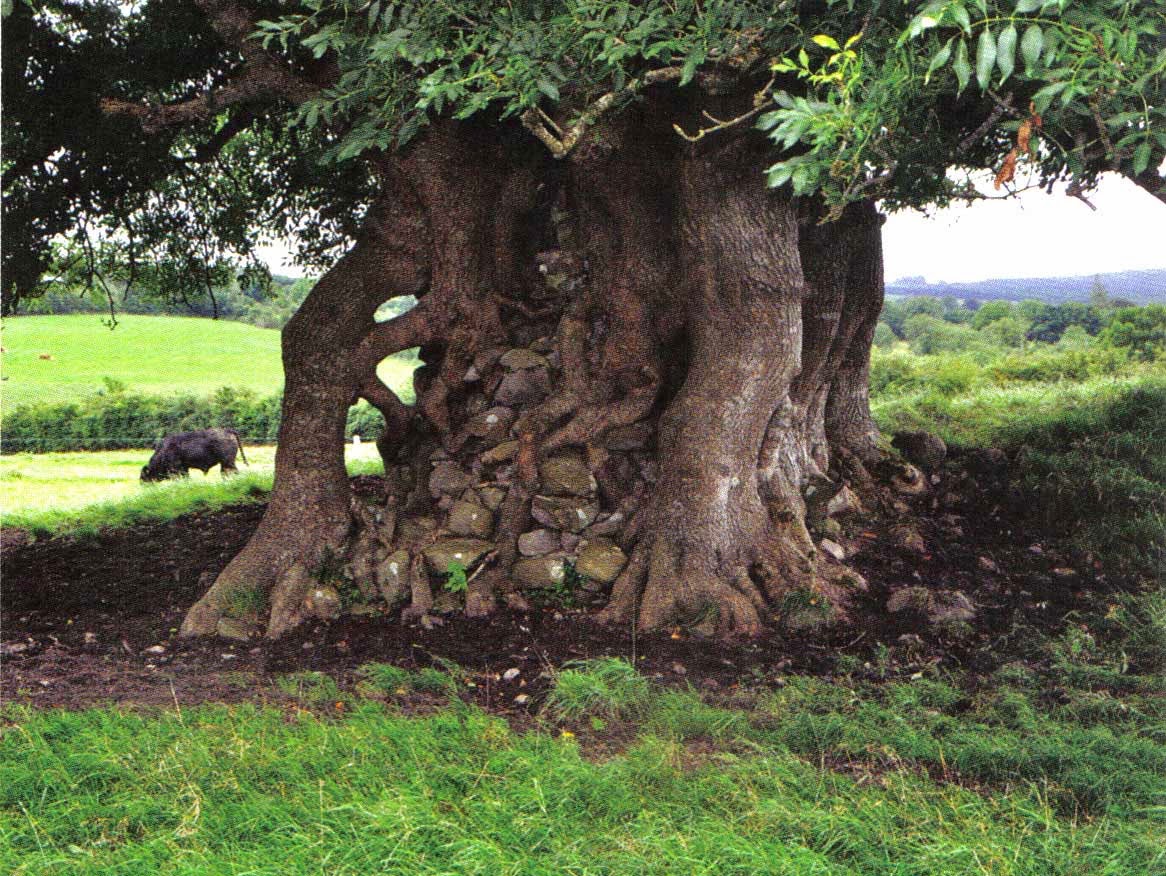 Stone Art Blog: 'The tree that ate the church' and other stone hungry ...