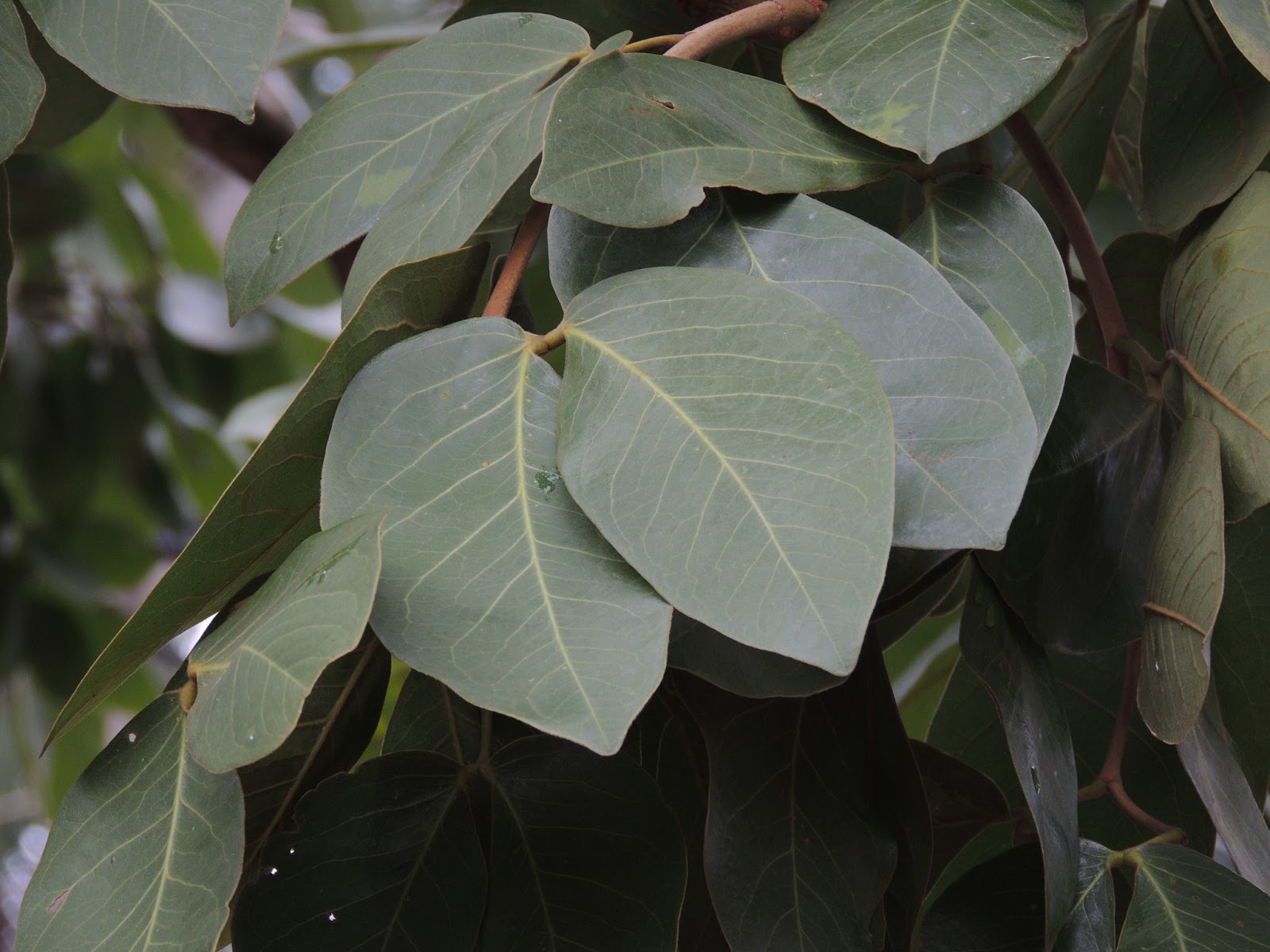 Fabaceae - Leguminosae: Fabaceae - Hymenaea stigonocarpa Mart. ex Hayne