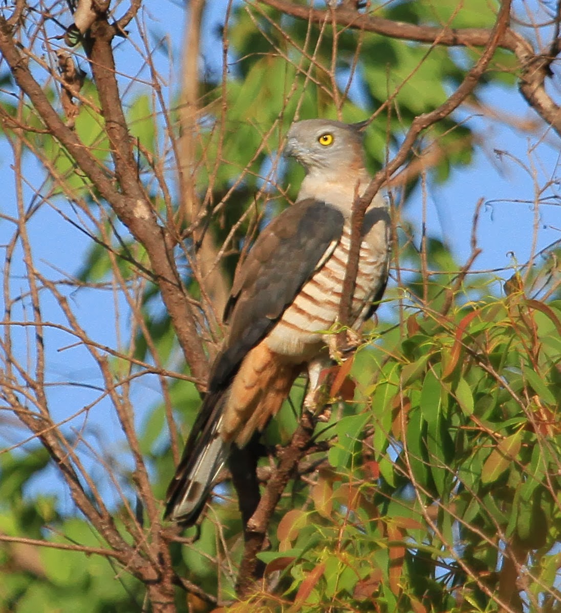 Richard Waring's Birds of Australia: Birds of Prey from trip to Darwin